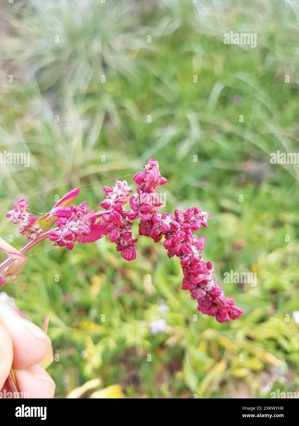 Saltbushes (Atriplex) Plantae Stock Photo - Alamy