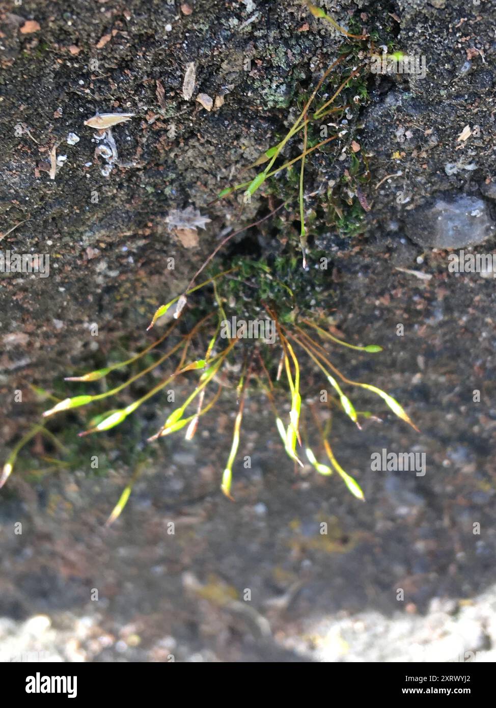 joint-toothed mosses (Bryopsida) Plantae Stock Photo - Alamy