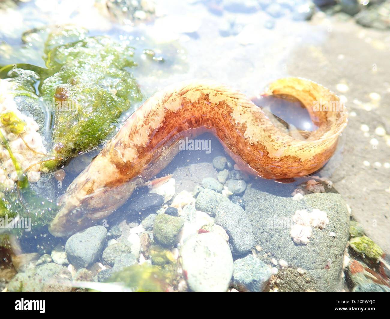 High Cockscomb (Anoplarchus purpurescens) Actinopterygii Stock Photo ...