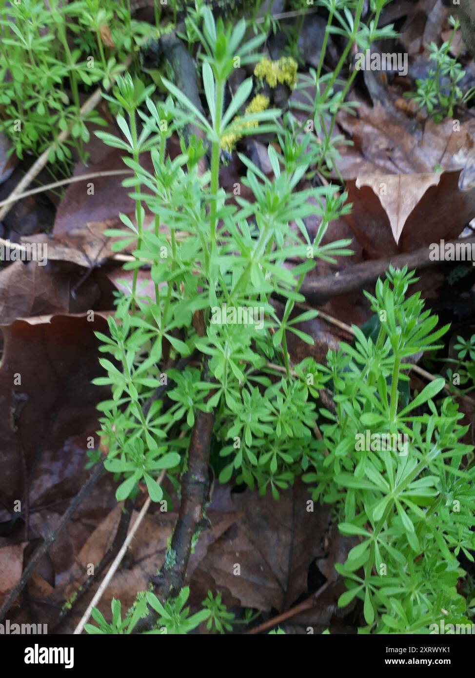 catchweed bedstraw (Galium aparine) Plantae Stock Photo - Alamy