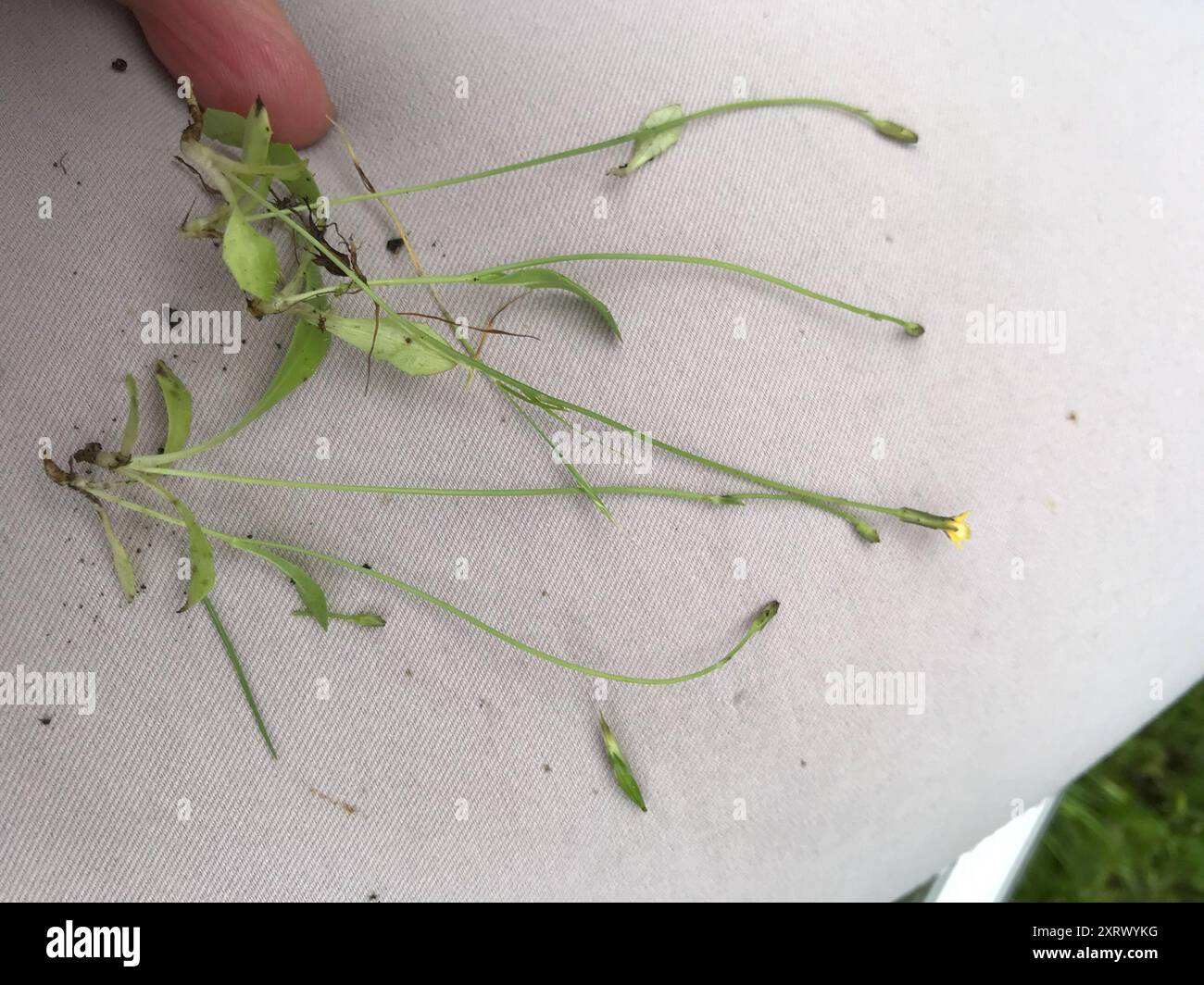 Smooth Cat's Ear (Hypochaeris glabra) Plantae Stock Photo - Alamy