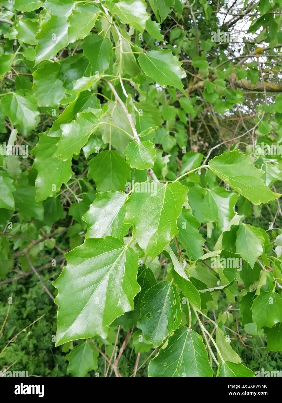 Grey Poplar (Populus × canescens) Plantae Stock Photo - Alamy
