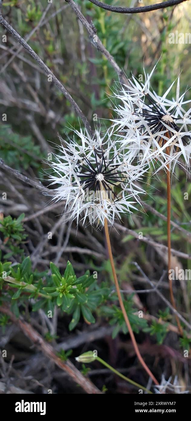 silverpuffs (Uropappus lindleyi) Plantae Stock Photo - Alamy