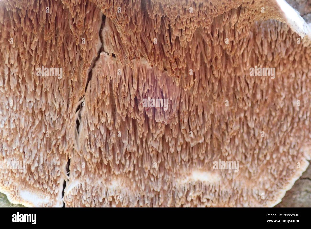 violet-toothed polypore (Trichaptum biforme) Fungi Stock Photo - Alamy