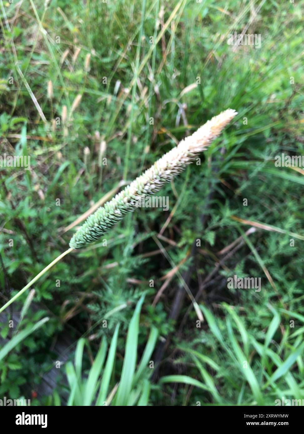 Timothy Canarygrass (Phalaris angusta) Plantae Stock Photo - Alamy