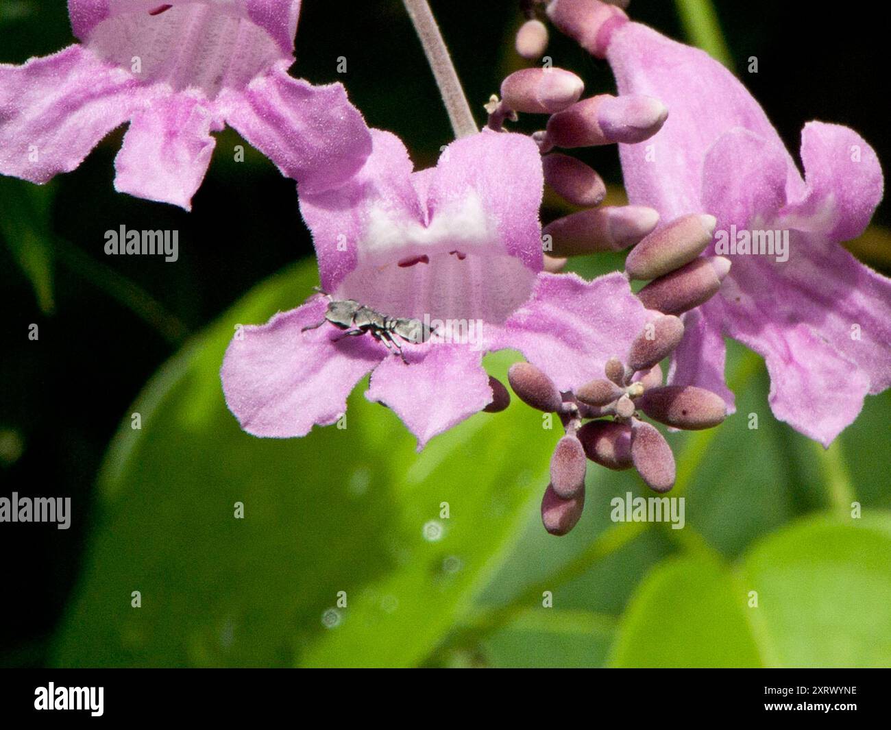 Turtle Ants (Cephalotes) Insecta Stock Photo - Alamy