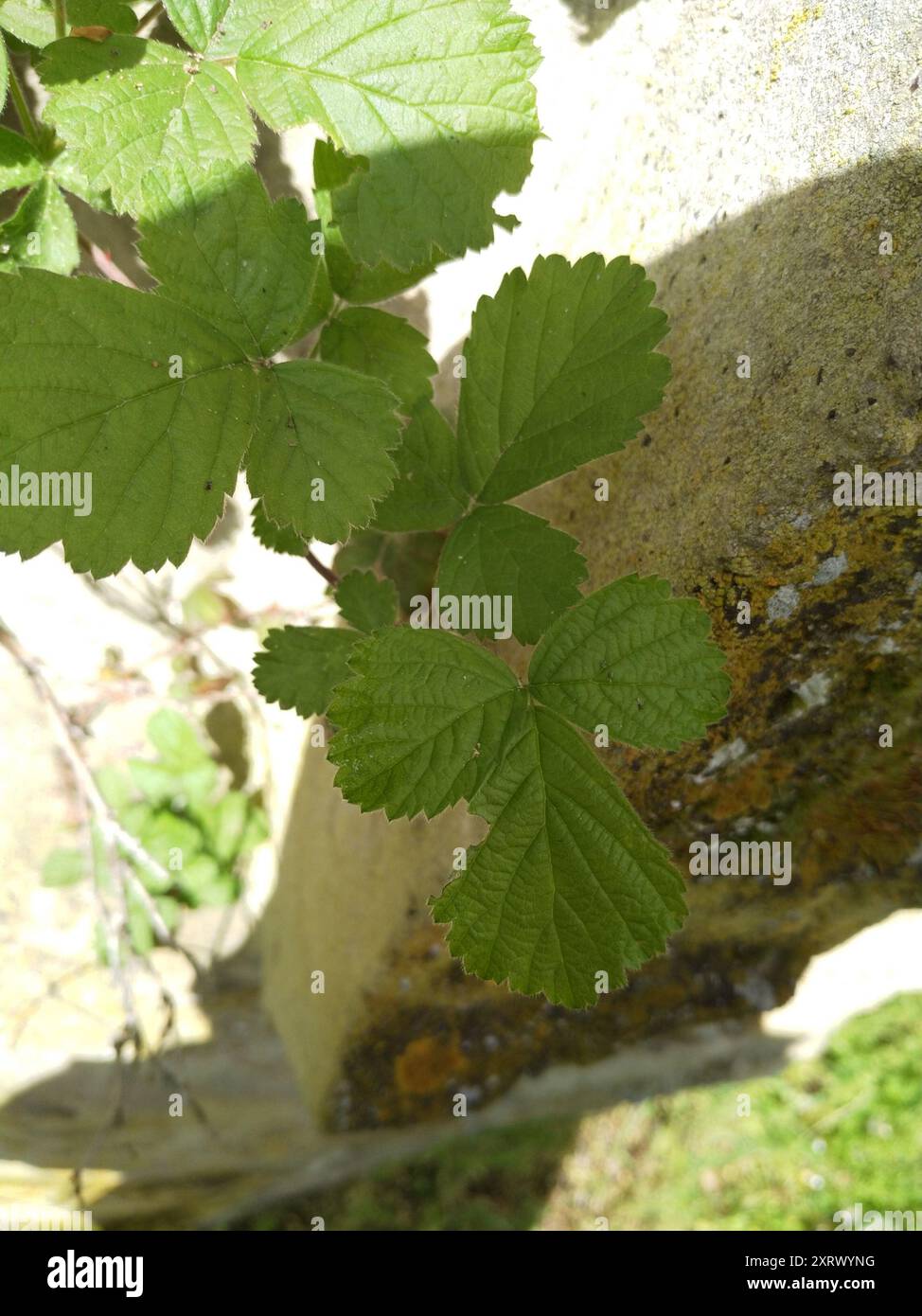 brambles (Rubus) Plantae Stock Photo - Alamy
