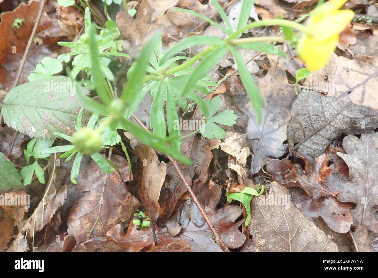 Goldilocks Buttercup (Ranunculus auricomus) Plantae Stock Photo - Alamy