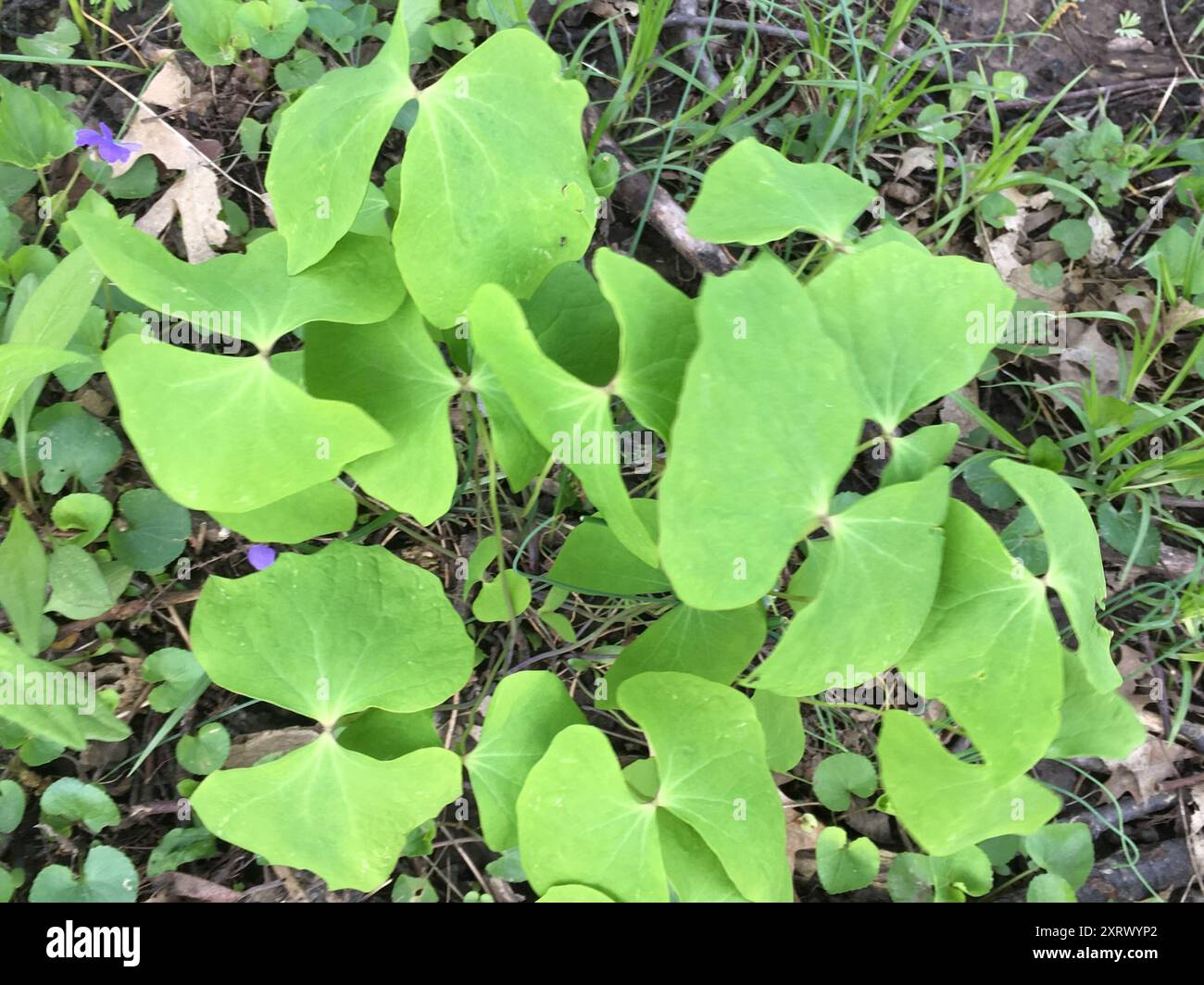 twinleaf (Jeffersonia diphylla) Plantae Stock Photo - Alamy