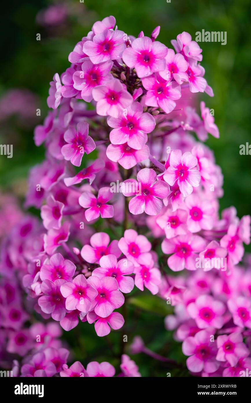 Phlox Paniculata 'Miss Pepper'. A hardy perennial with large heads of ...