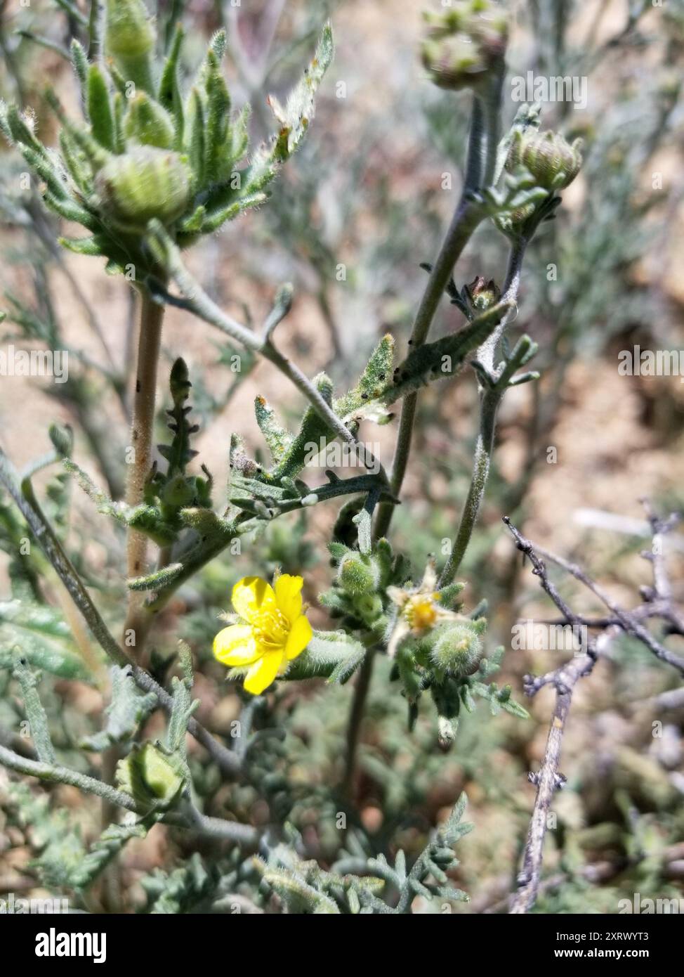 Whitestem Blazingstar (Mentzelia albicaulis) Plantae Stock Photo - Alamy