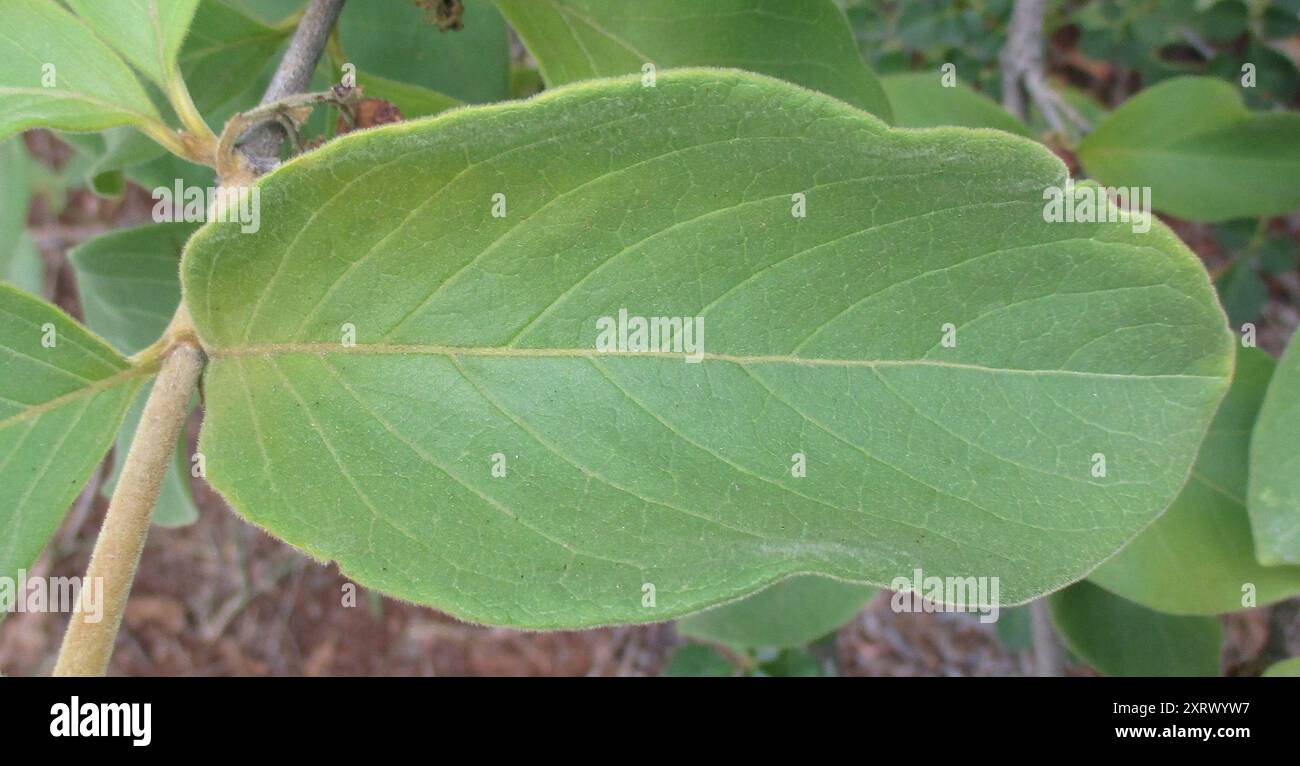 wild-medlar (Vangueria infausta) Plantae Stock Photo - Alamy