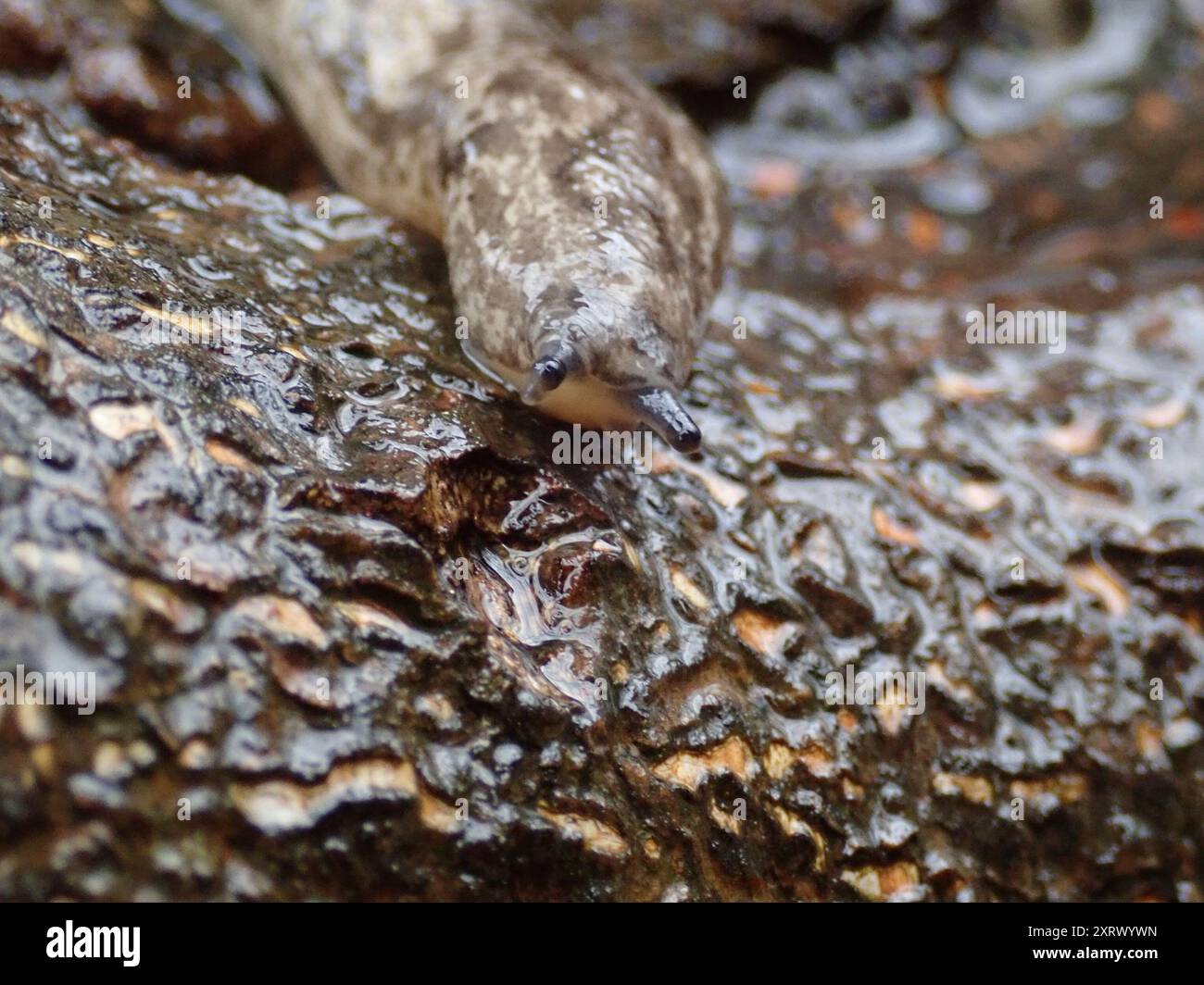 Megapallifera hi-res stock photography and images - Alamy