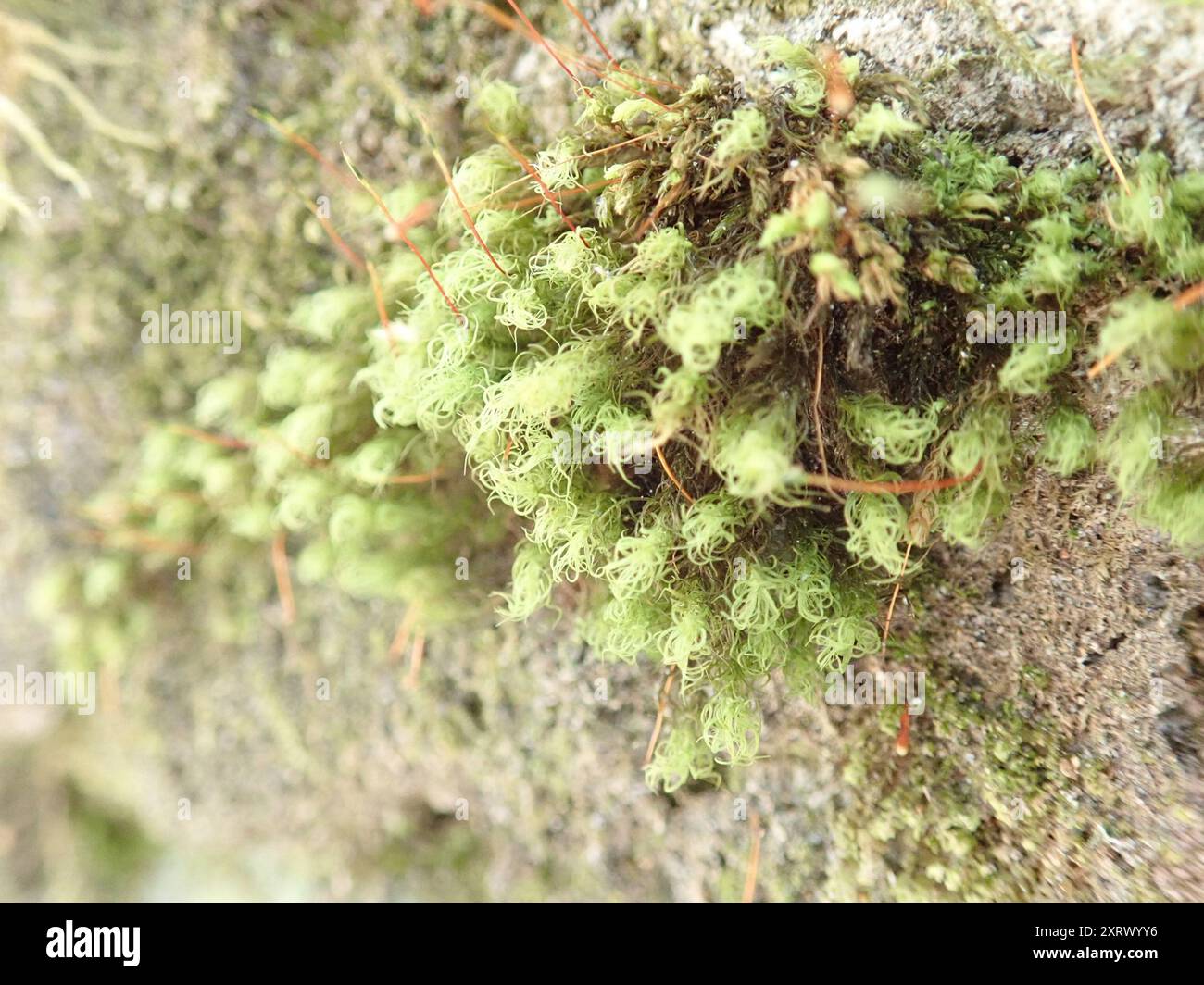 joint-toothed mosses (Bryopsida) Plantae Stock Photo - Alamy