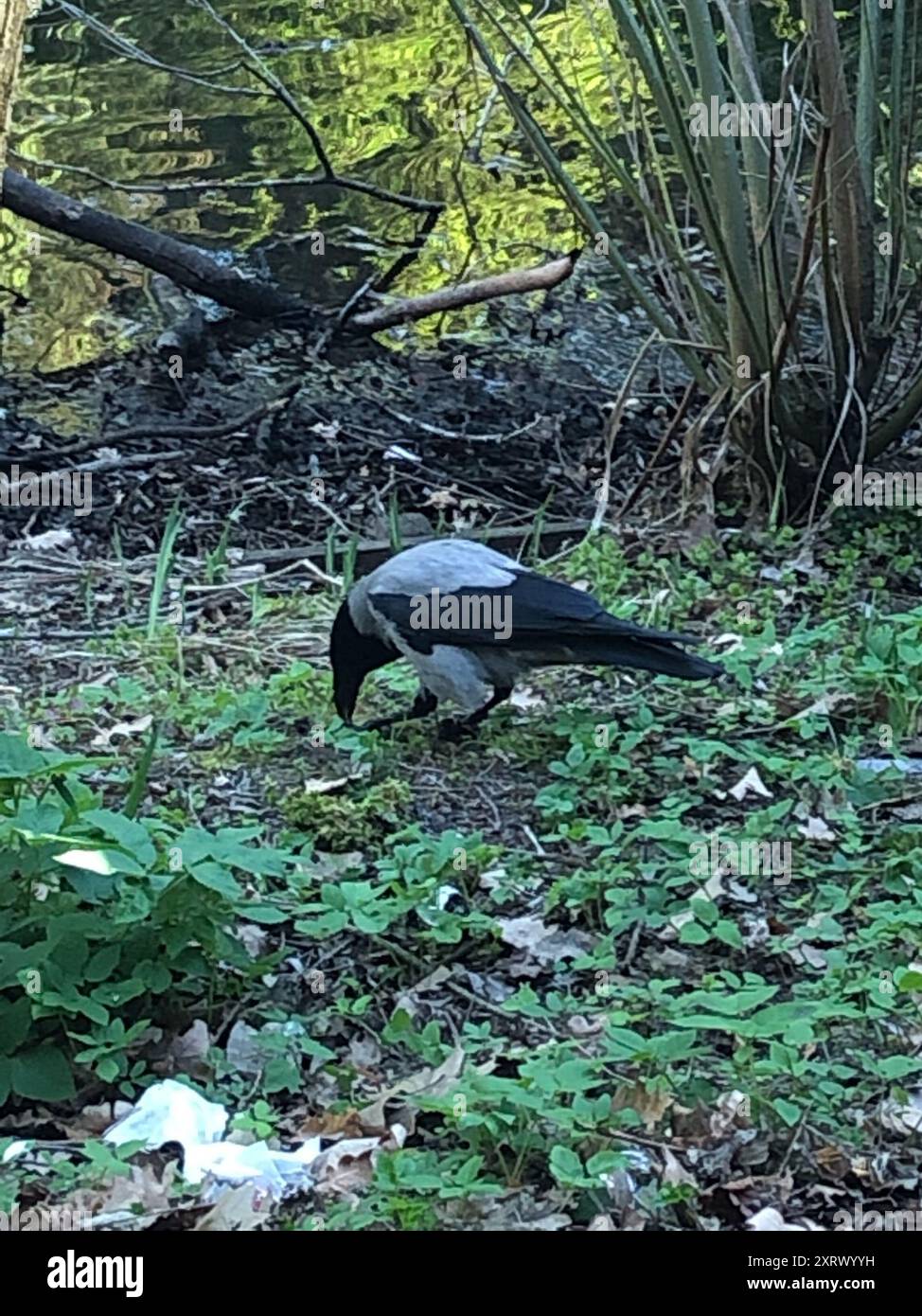 Hooded Crow (Corvus cornix) Aves Stock Photo - Alamy