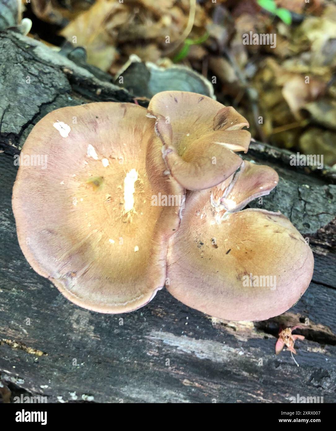 Lilac oysterling (Panus conchatus) Fungi Stock Photo - Alamy