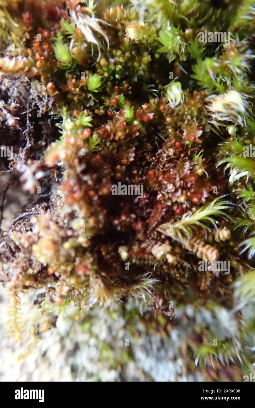 leafy and simple thalloid liverworts (Jungermanniopsida) Plantae Stock ...