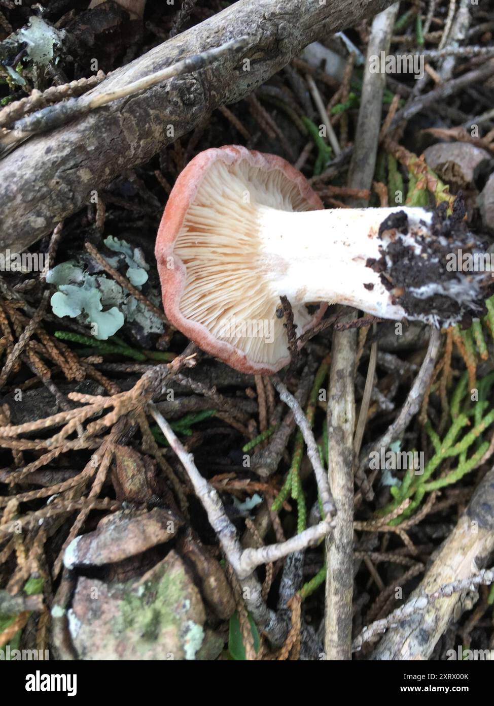 spring funnel (Bonomyces sinopicus) Fungi Stock Photo - Alamy