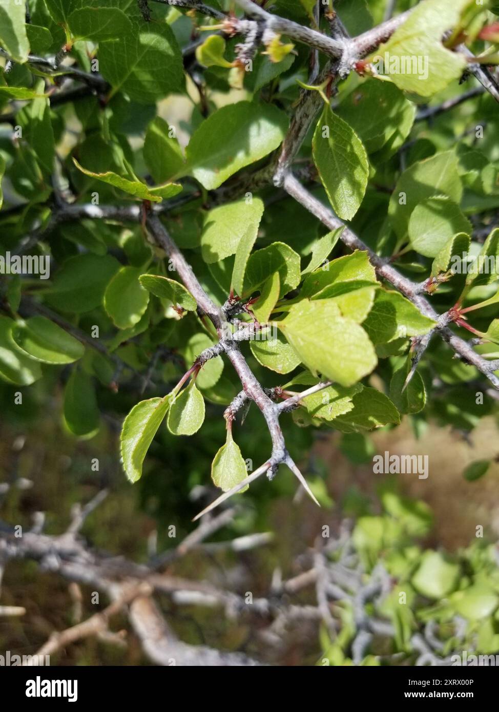 Desert Apricot (Prunus fremontii) Plantae Stock Photo - Alamy