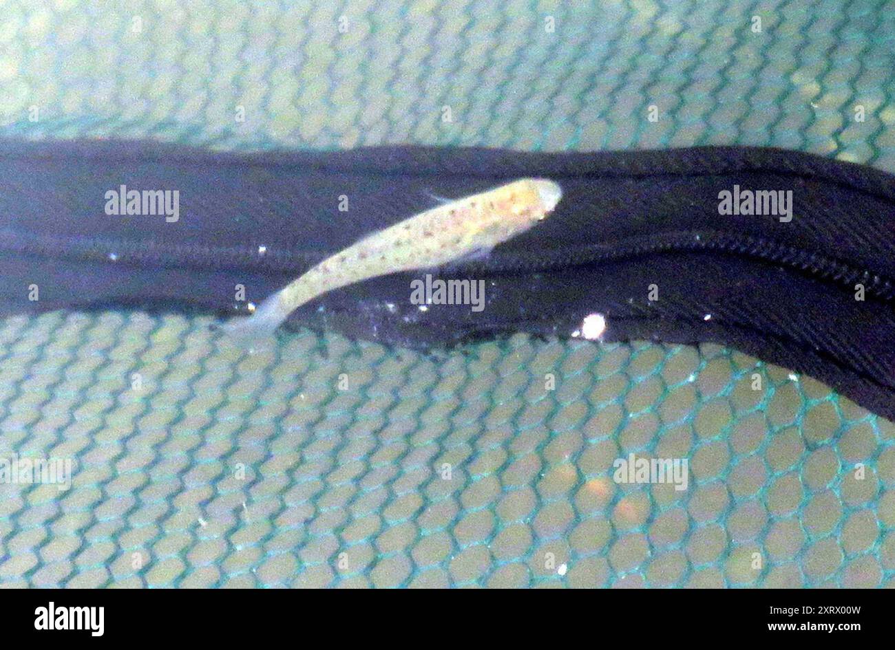 One-sided Livebearer (Jenynsia lineata) Actinopterygii Stock Photo - Alamy