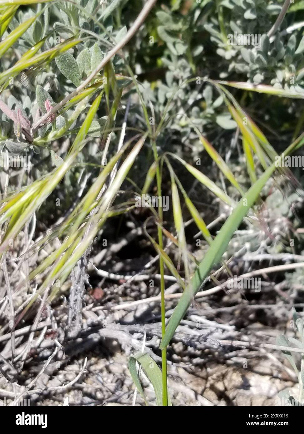 Cheatgrass (Bromus tectorum) Plantae Stock Photo - Alamy