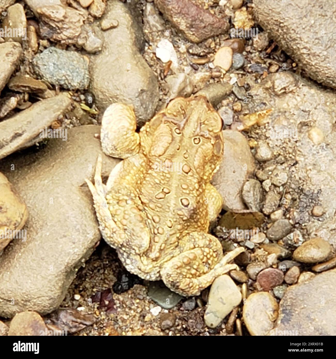 American Toad (Anaxyrus americanus) Amphibia Stock Photo - Alamy