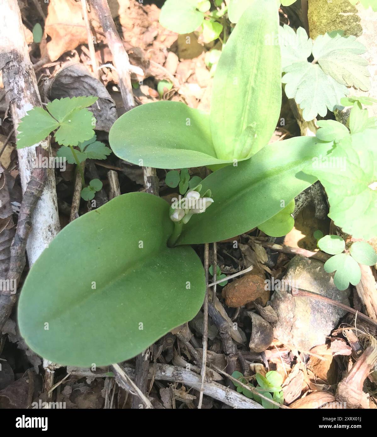 showy orchis (Galearis spectabilis) Plantae Stock Photo - Alamy