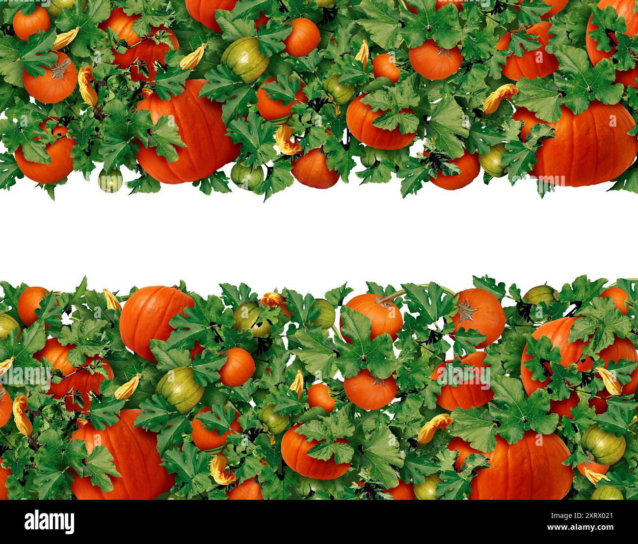 Pumpkin Patch Border Element as an Autumn gourd harvest blank frame as pumpkins farming frame ...