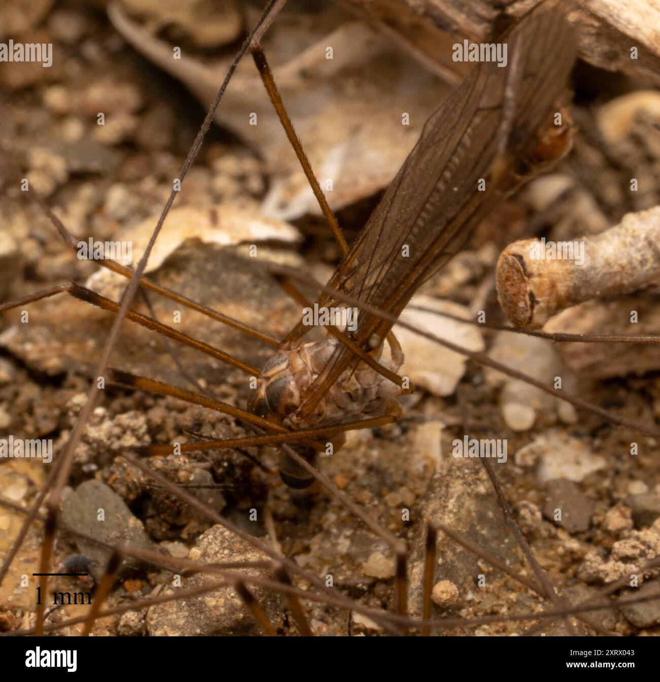Crane Flies (Tipulomorpha) Insecta Stock Photo - Alamy