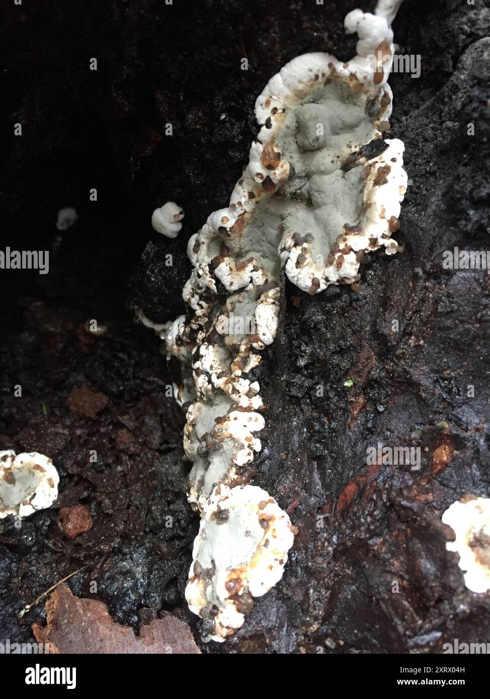 Brittle Cinder (Kretzschmaria deusta) Fungi Stock Photo - Alamy