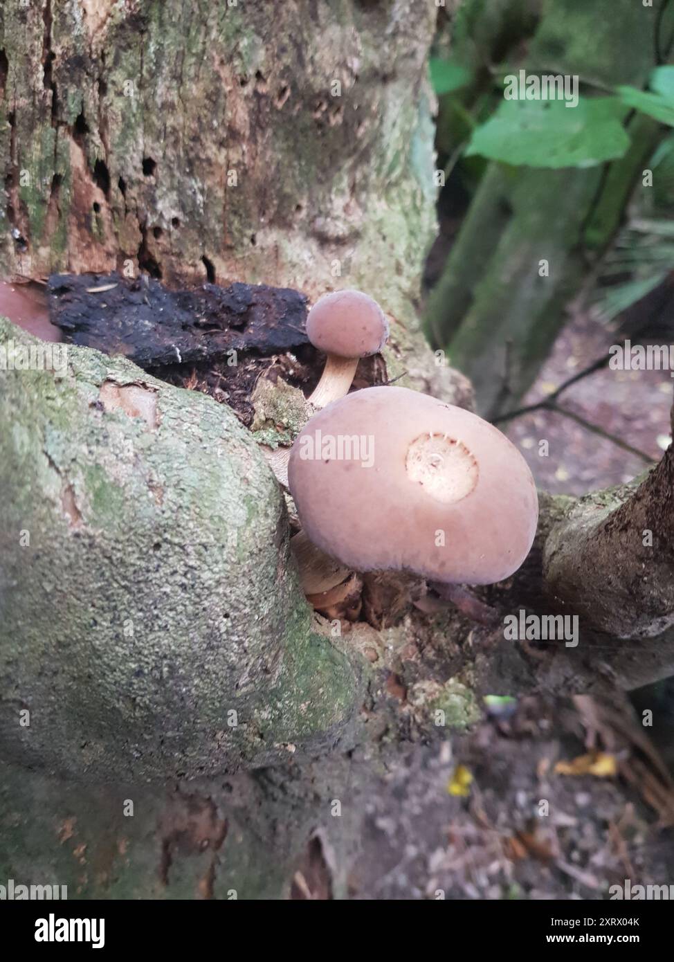 (Cyclocybe parasitica) Fungi Stock Photo - Alamy