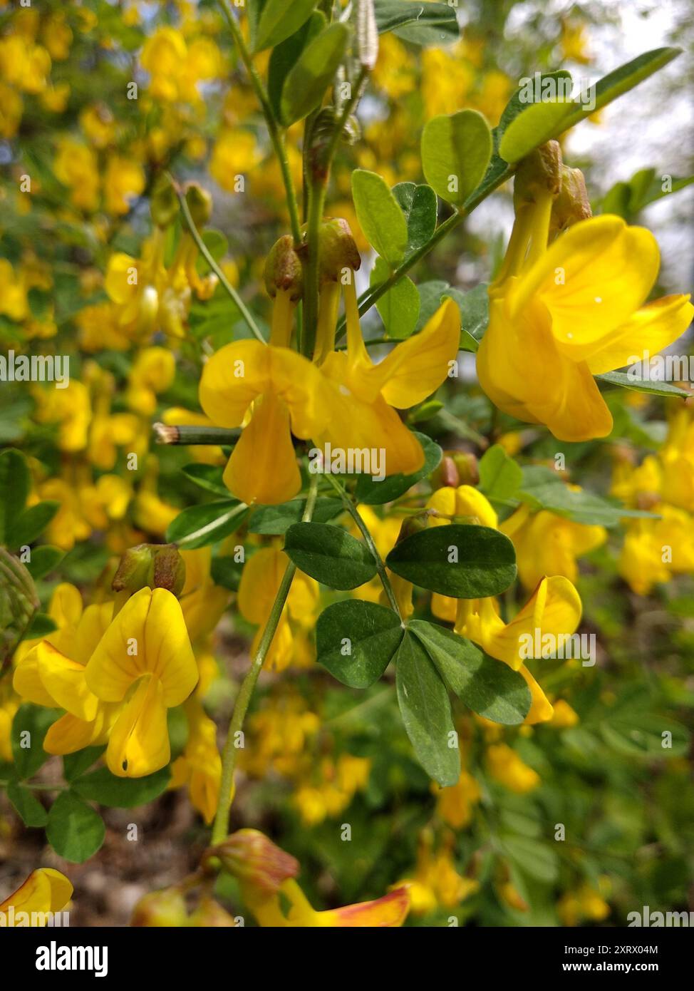 Scorpion Senna (Hippocrepis emerus) Plantae Stock Photo - Alamy