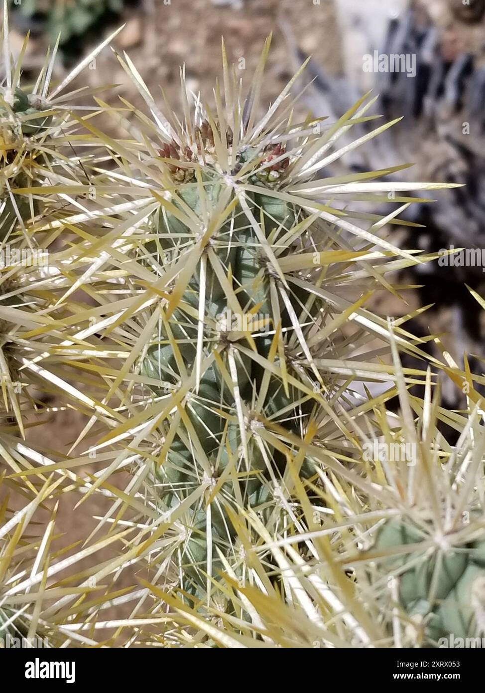 Silver Cholla (Cylindropuntia echinocarpa) Plantae Stock Photo - Alamy