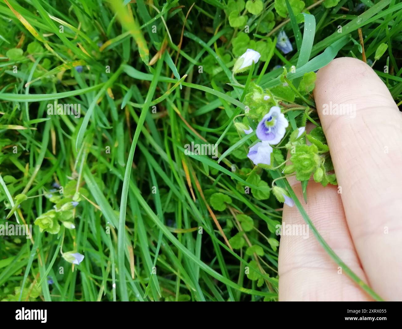 Slender speedwell (Veronica filiformis) Plantae Stock Photo - Alamy