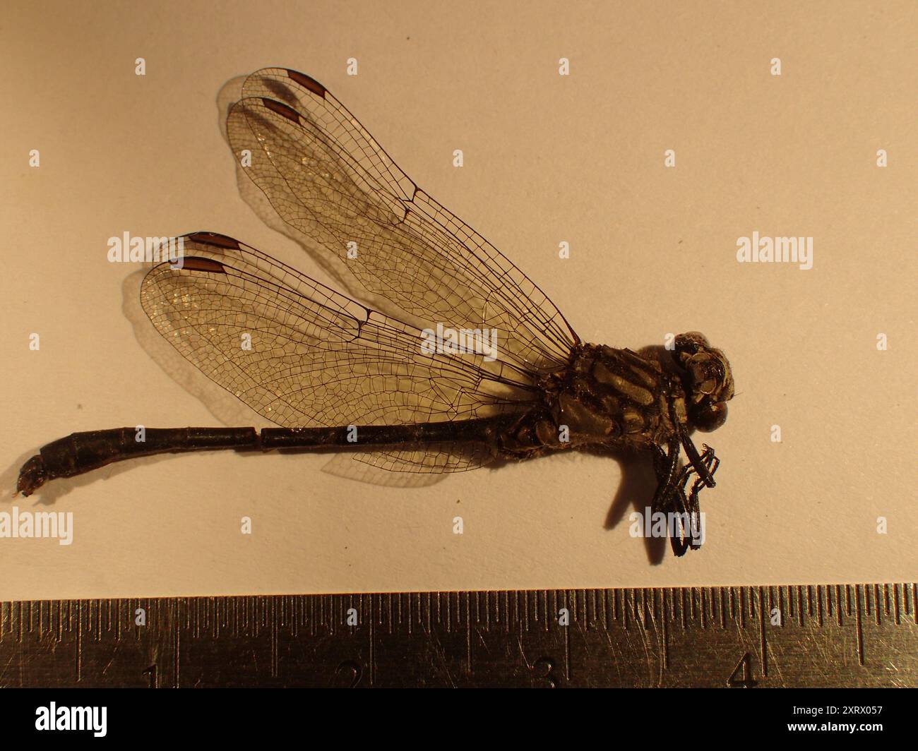 Eastern Least Clubtail (Stylogomphus albistylus) Insecta Stock Photo ...