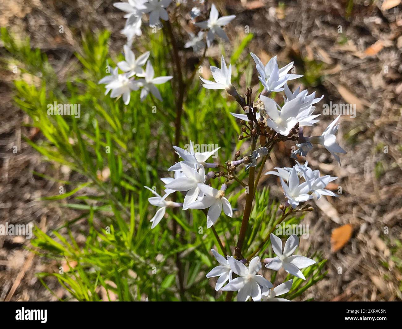 Fringed Bluestar (Amsonia ciliata) Plantae Stock Photo - Alamy