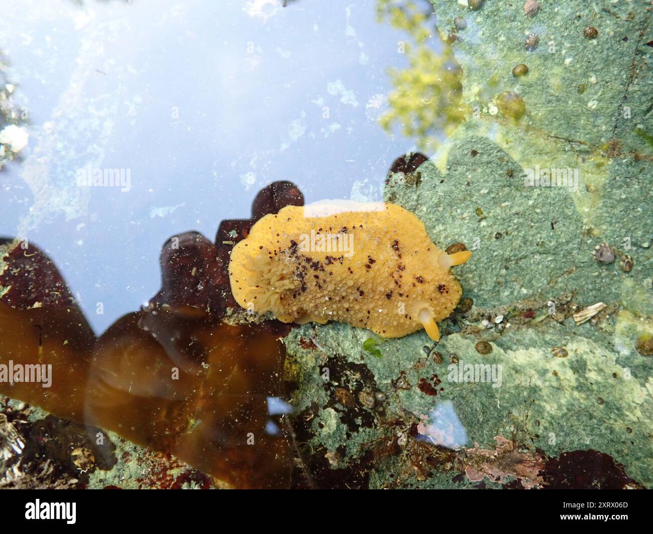 Monterey Dorid (Doris montereyensis) Mollusca Stock Photo - Alamy