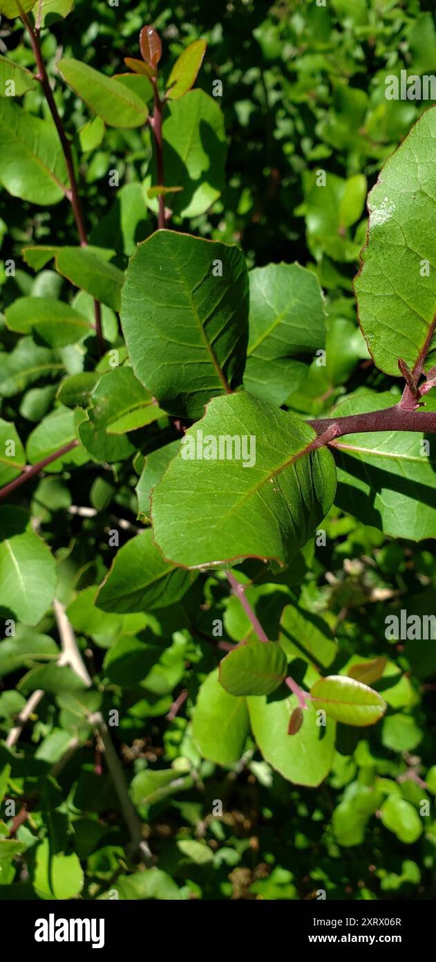 lemonade berry (Rhus integrifolia) Plantae Stock Photo - Alamy