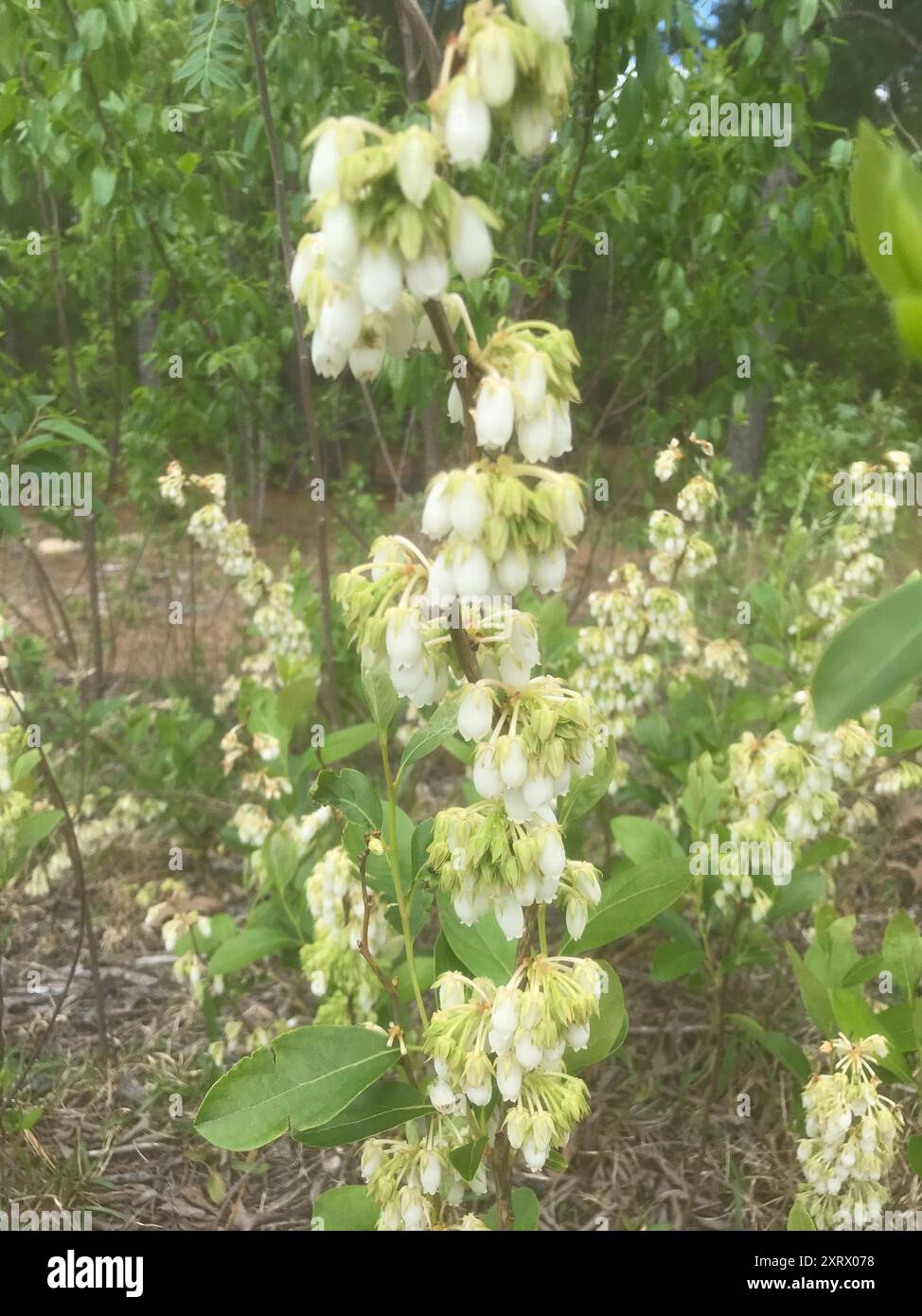 staggerbush (Lyonia mariana) Plantae Stock Photo - Alamy