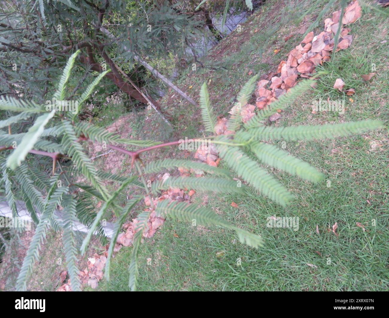 mesquites (Neltuma) Plantae Stock Photo - Alamy