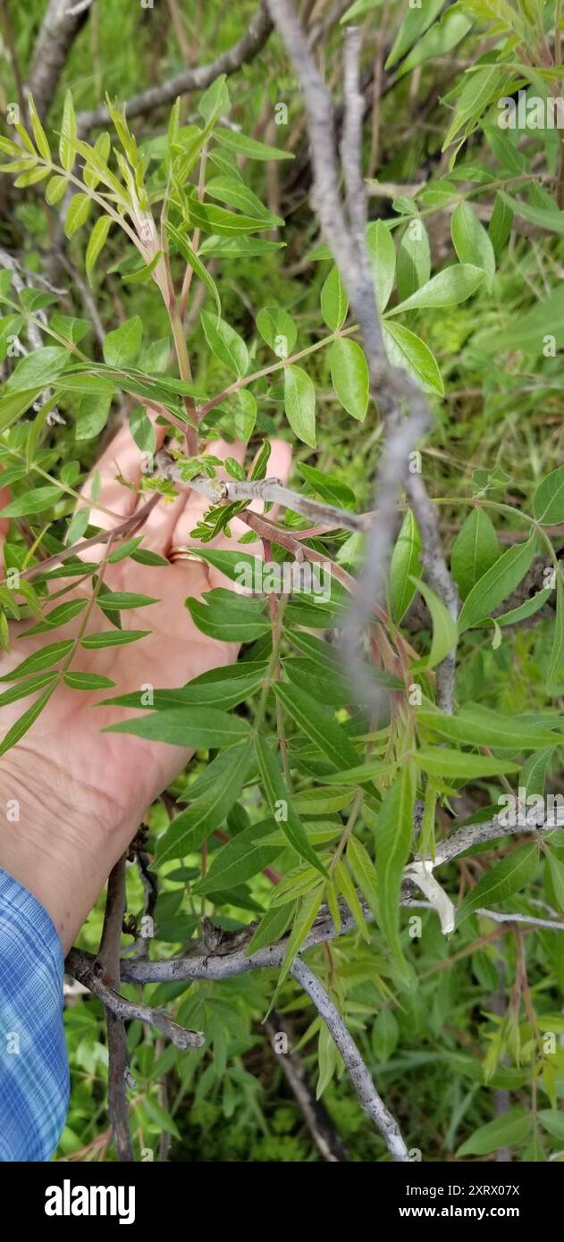 Prairie flameleaf sumac (Rhus lanceolata) Plantae Stock Photo - Alamy