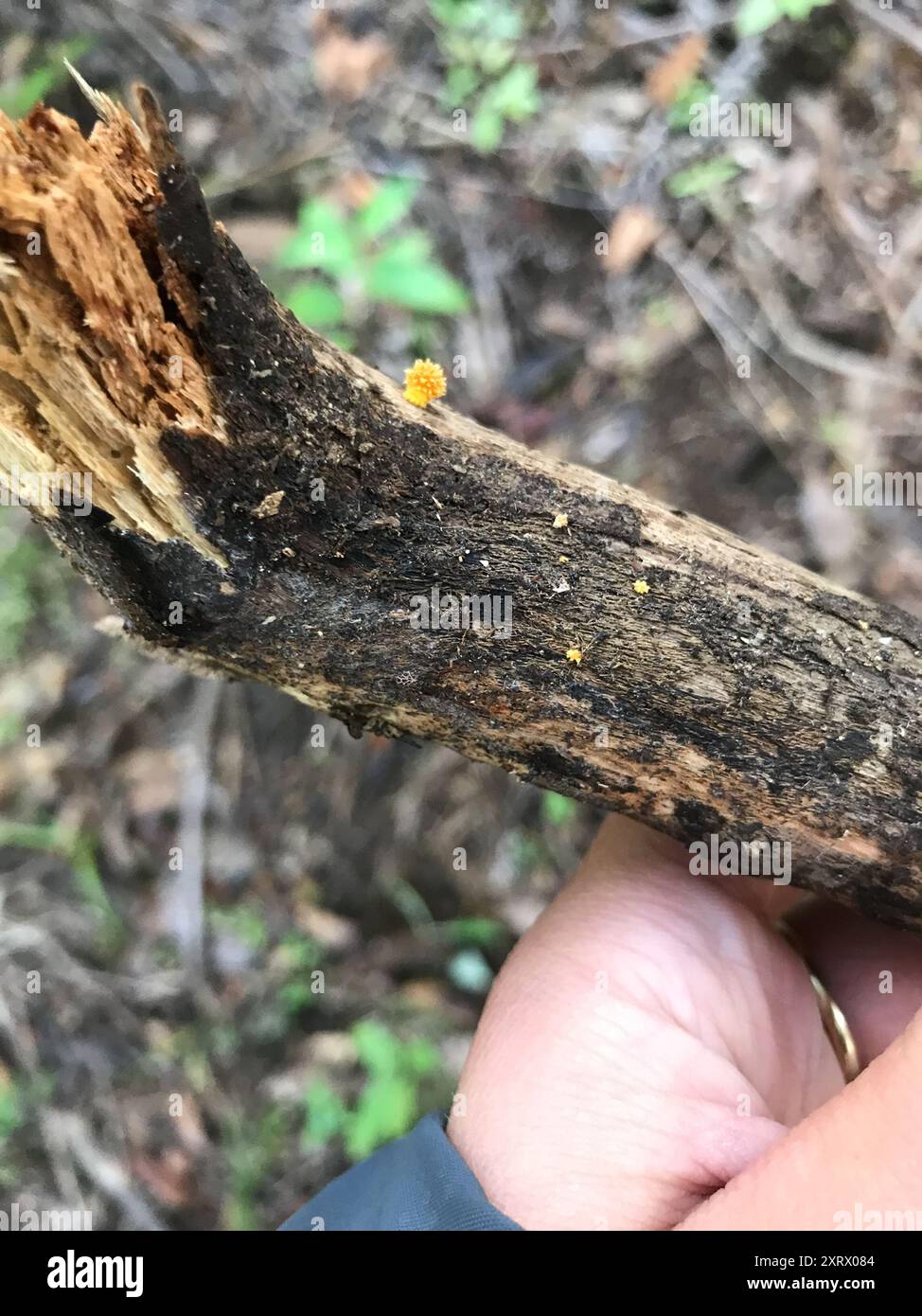 Golden-scruffy Collybia (Cyptotrama asprata) Fungi Stock Photo - Alamy