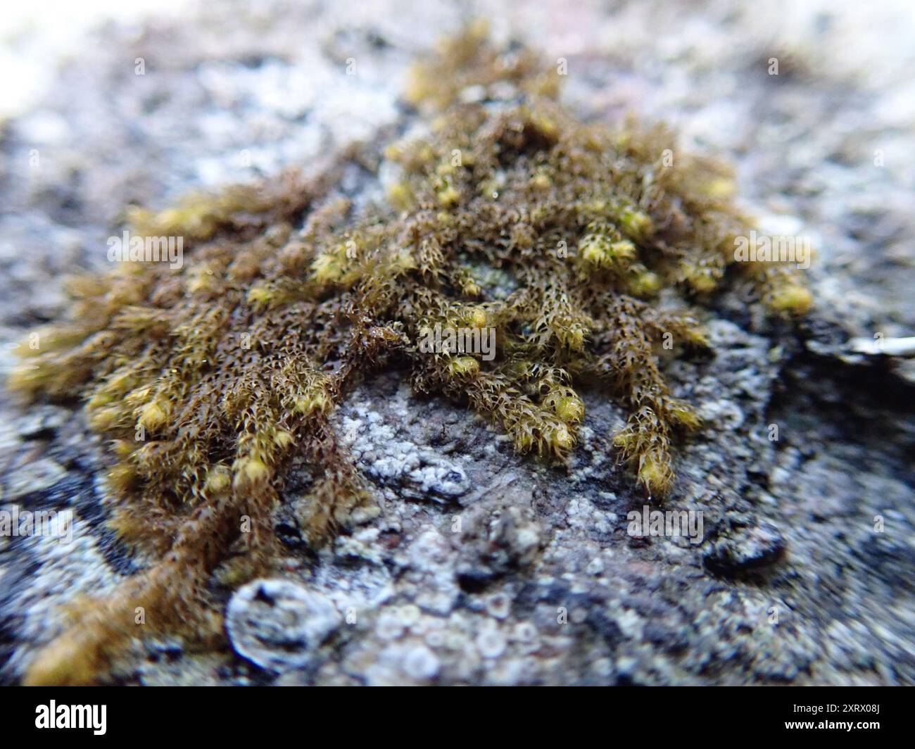 Pacific Fuzzwort (Ptilidium californicum) Plantae Stock Photo - Alamy