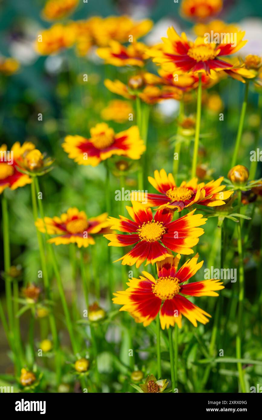 Coreopsis 'Uptick Gold and Bronze' a perennial plant with yellow and ...