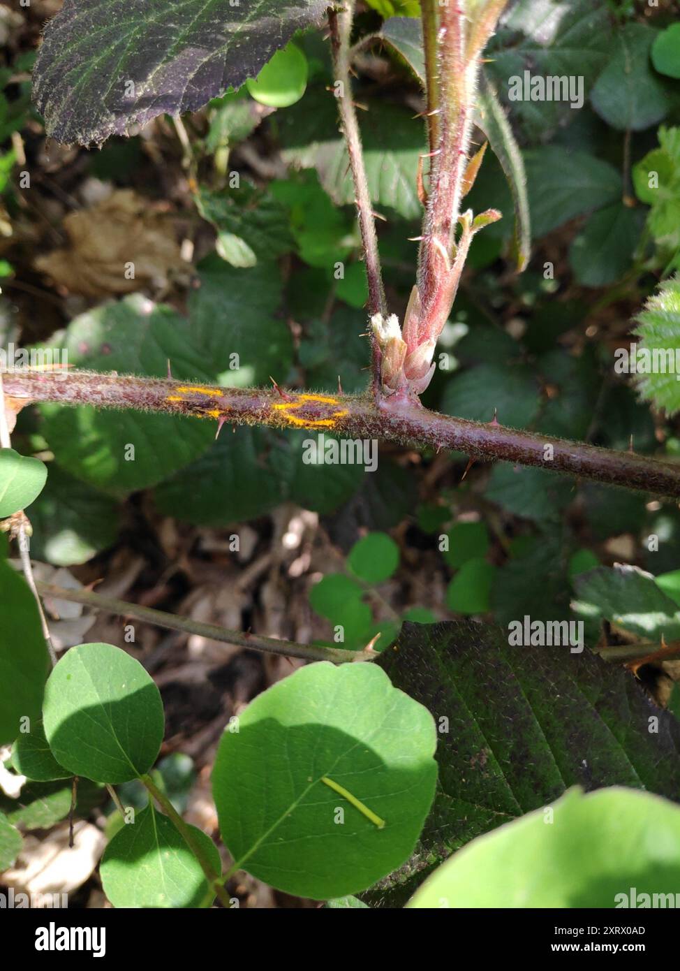 pale bramble rust (Kuehneola uredinis) Fungi Stock Photo - Alamy