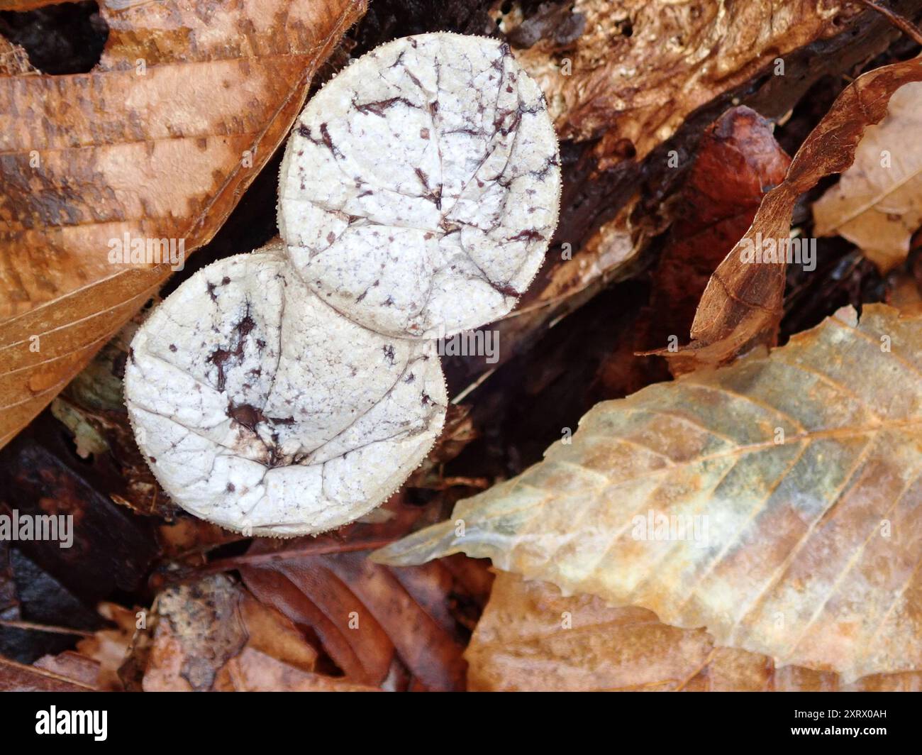 puffballs (Lycoperdaceae) Fungi Stock Photo - Alamy