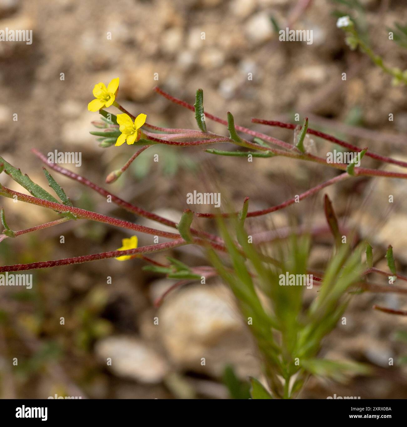 evening primrose family (Onagraceae) Plantae Stock Photo - Alamy