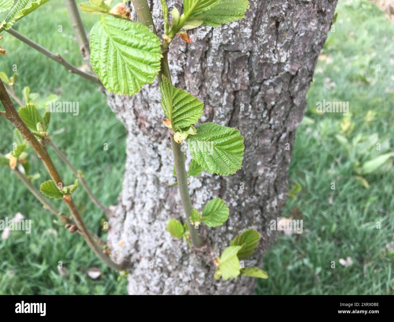 Iberian Alder (Alnus lusitanica) Plantae Stock Photo - Alamy