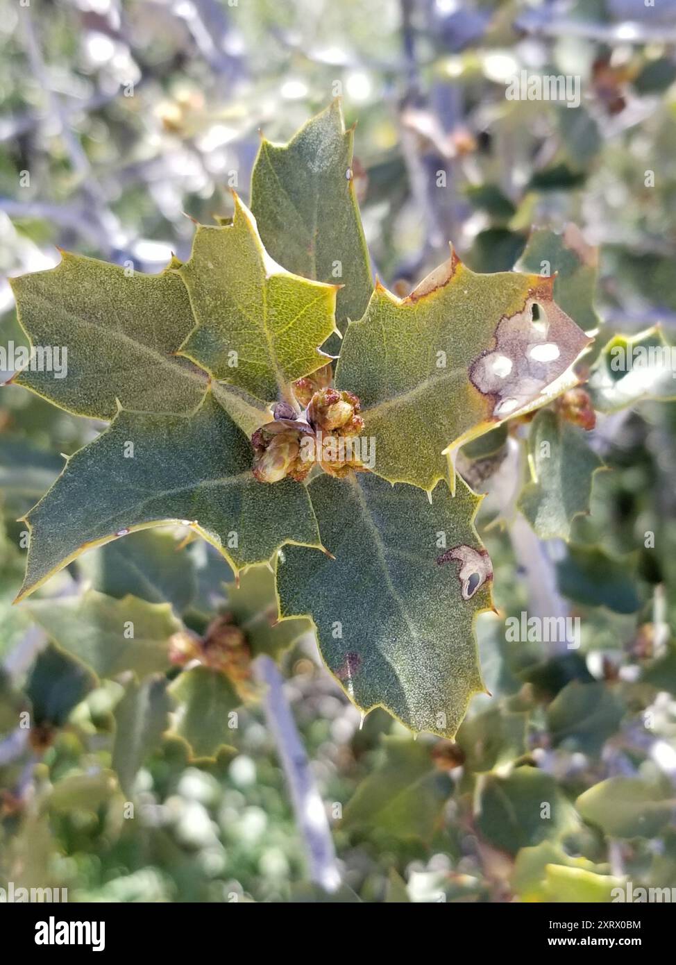 Muller's oak (Quercus cornelius-mulleri) Plantae Stock Photo - Alamy