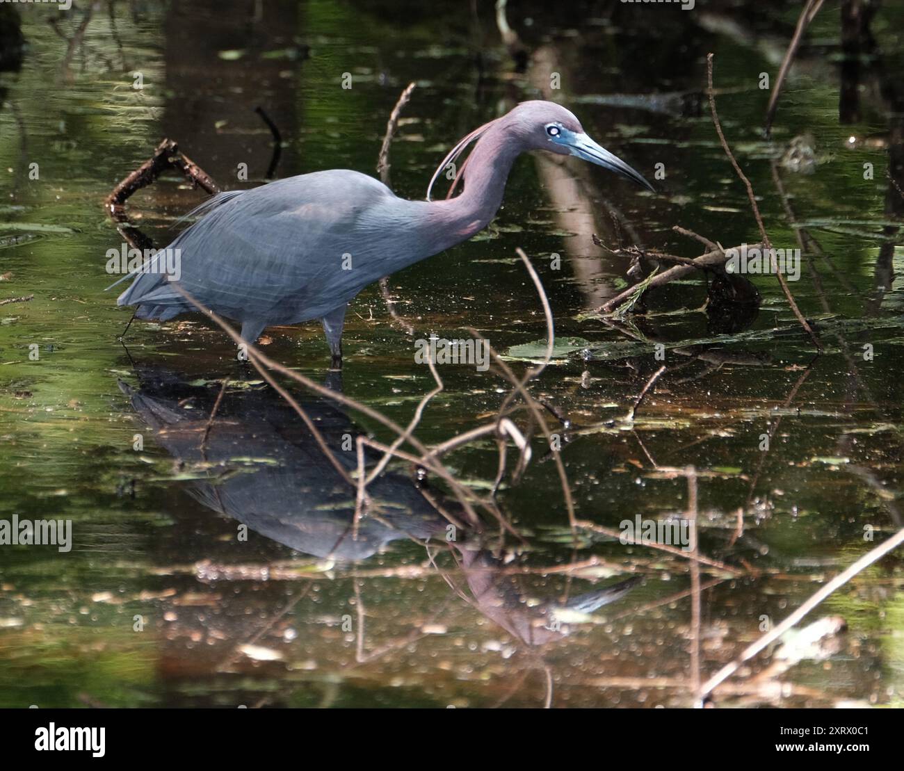 Little Blue Heron (Egretta caerulea) Aves Stock Photo - Alamy